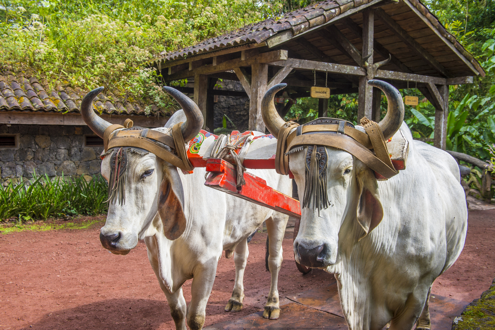 ¿Qué sabés del boyeo? – Club8030